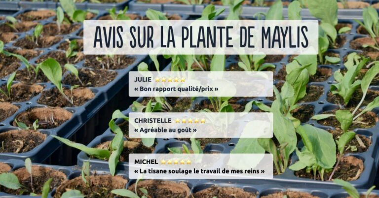 Plante de Maylis (tisane et gélules) : bienfaits, utilisation, achat ...